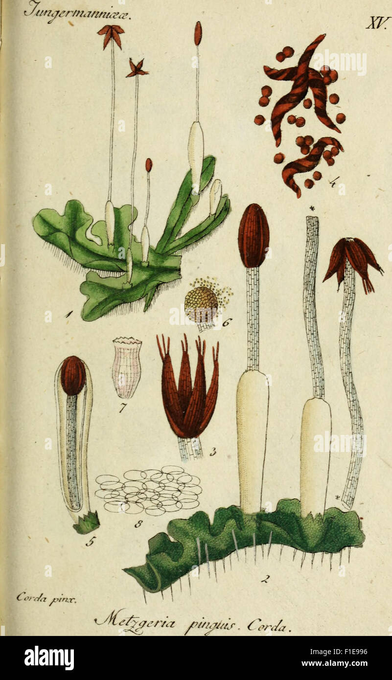 This 1832 work features botanical illustrations of Germany's flora ...