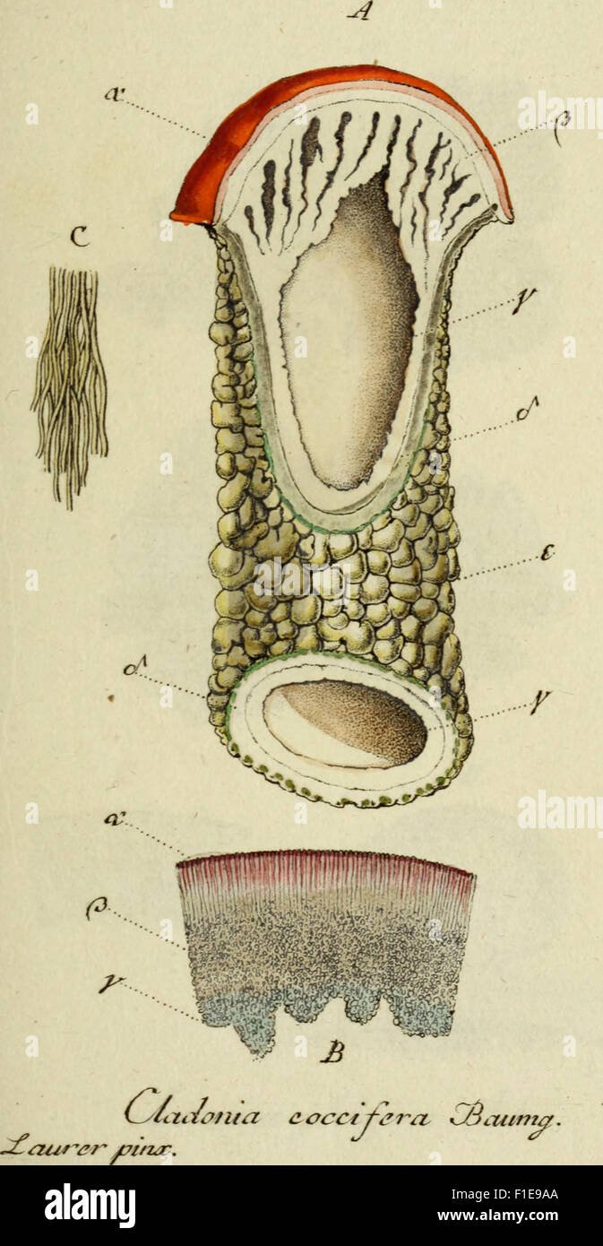 This 1832 botanical work features color illustrations of German flora ...