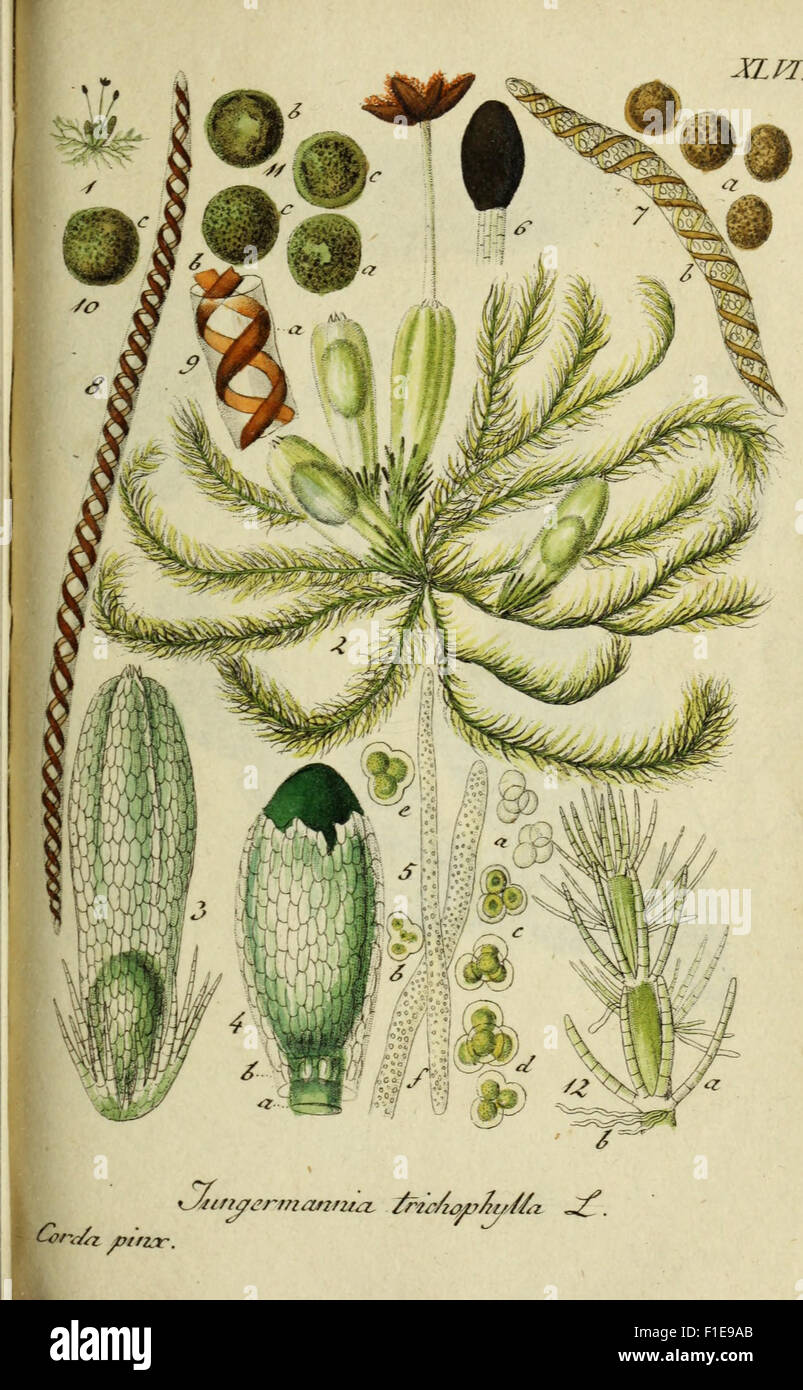 'Deutschlands Flora in Abbildungen nach der Natur' (Flora of Germany in ...