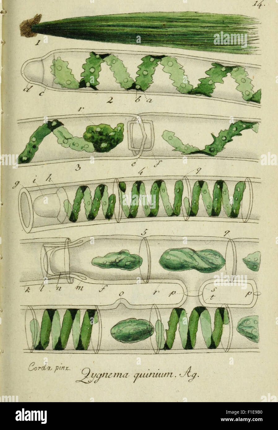 *Deutschlands Flora in Abbildungen nach der Natur* (1832) is a ...