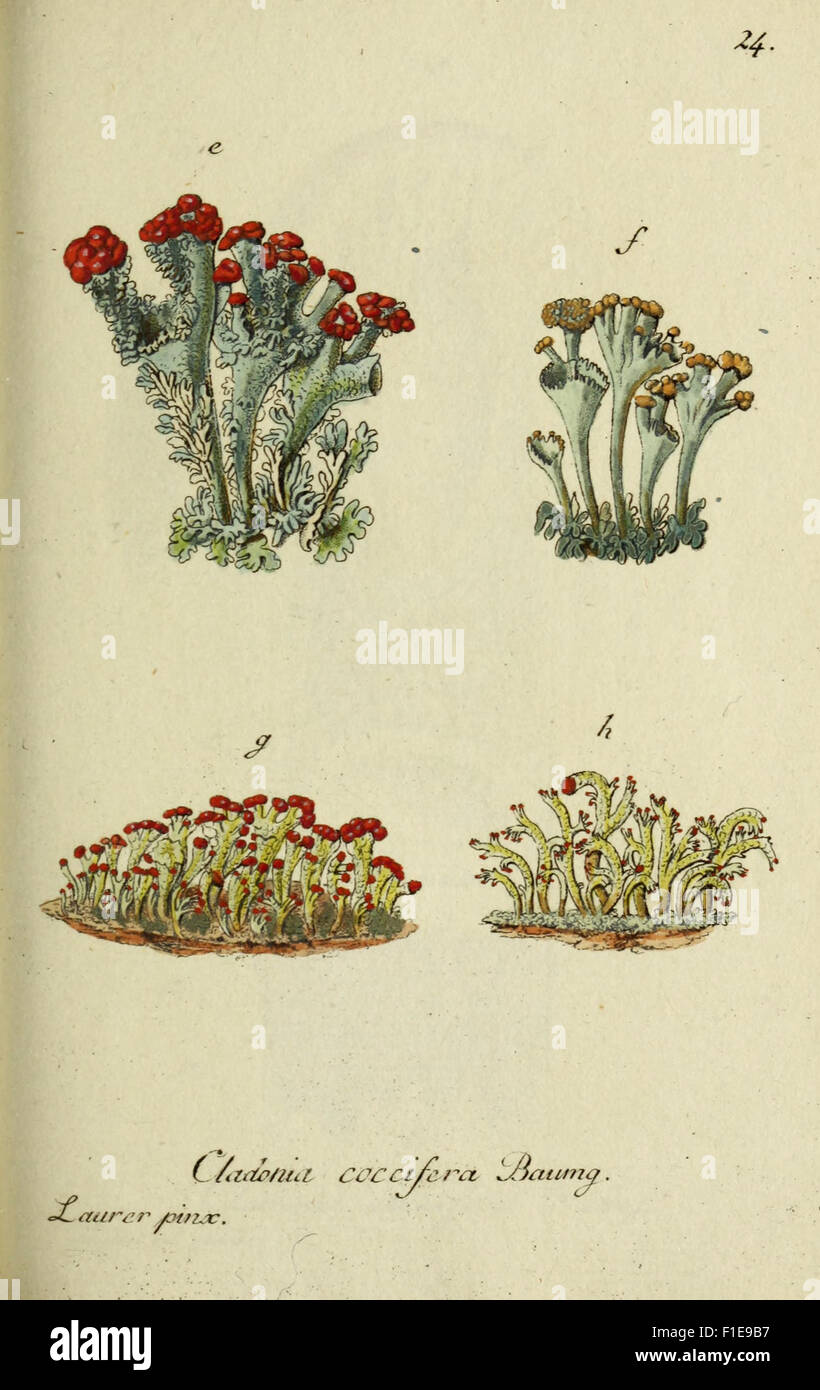 A detailed 1832 German botanical book illustrating native plants of ...