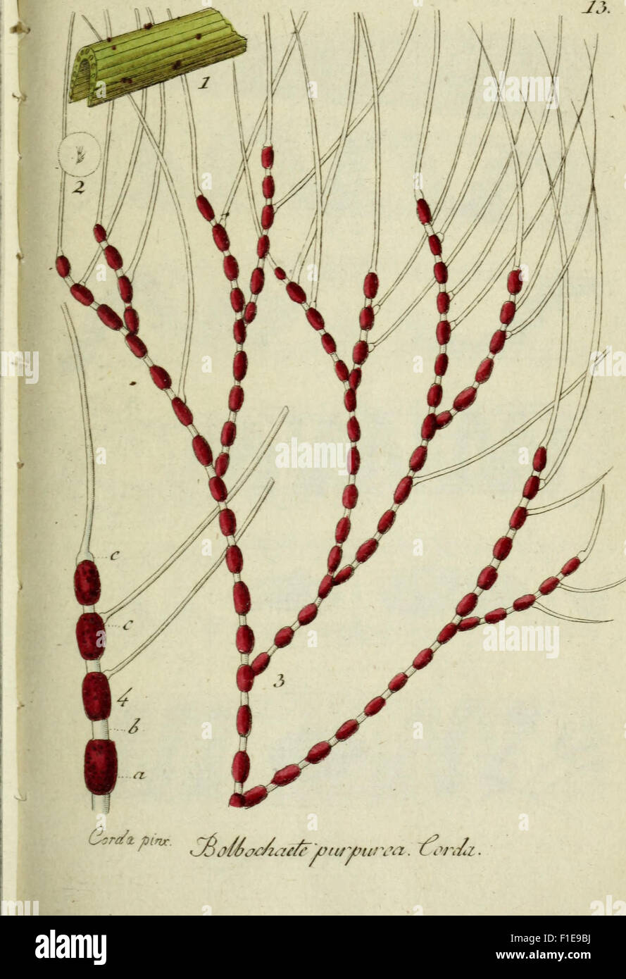 This 1832 work, 'Deutschlands Flora in Abbildungen nach der Natur', is ...