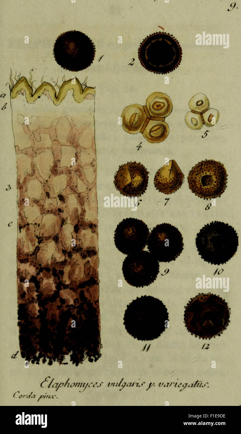 This 1841 botanical work features illustrations of Germany’s native ...