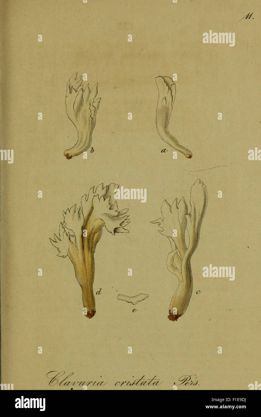 'Deutschlands Flora in Abbildungen nach der Natur' (1841) is a ...