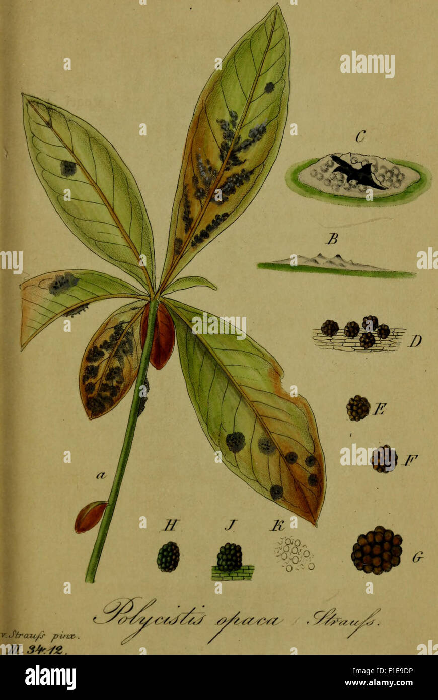 This 1841 work provides illustrated depictions of German flora ...
