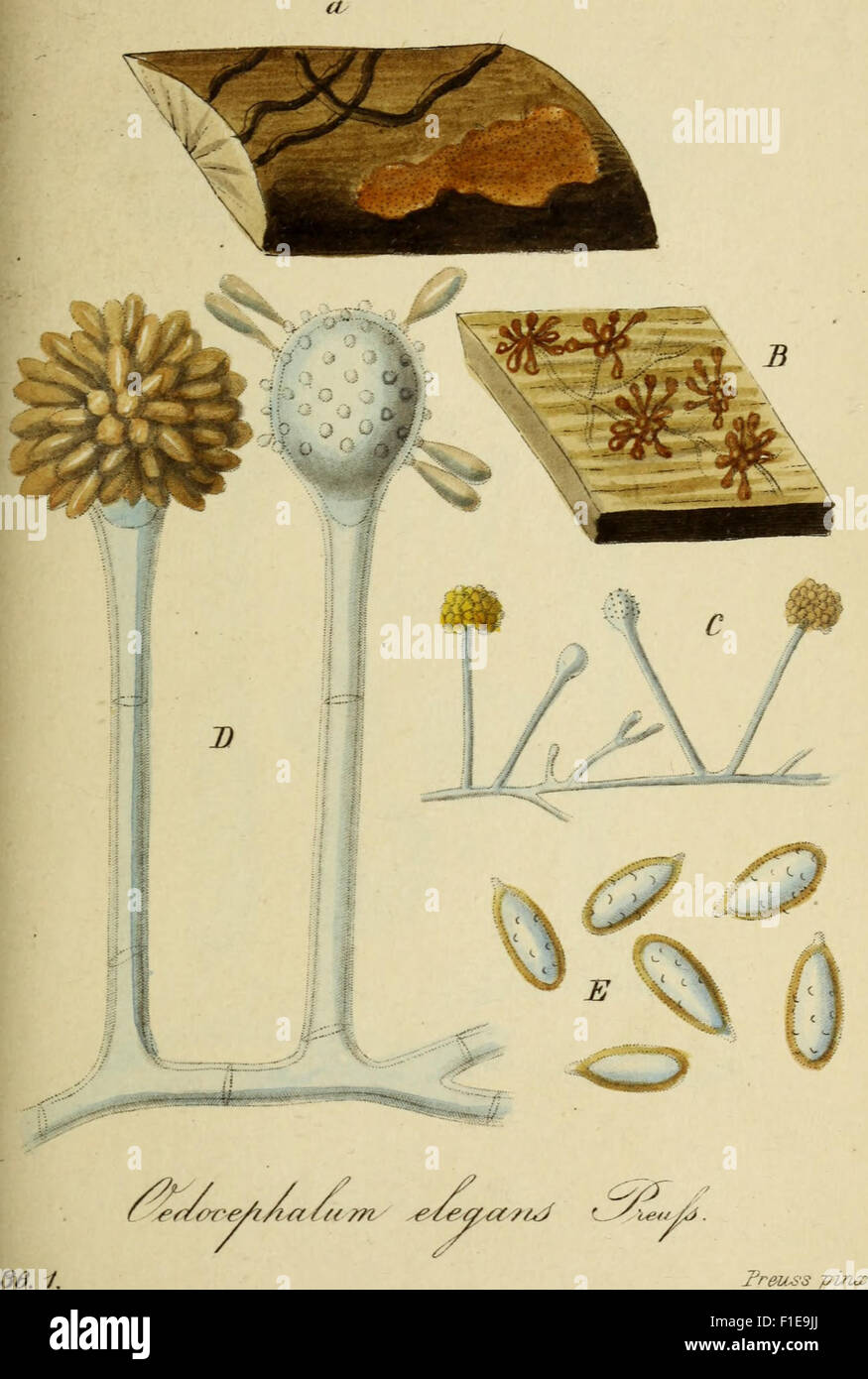 This 1862 work showcases the flora of Germany through detailed ...