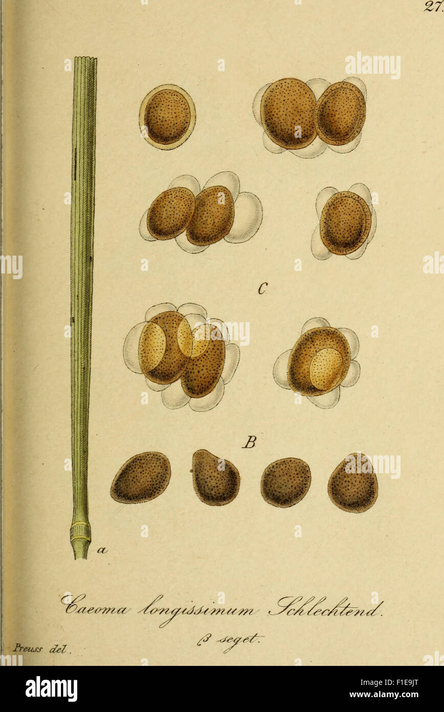 *Deutschlands Flora in Abbildungen nach der Natur* (1862) presents a ...