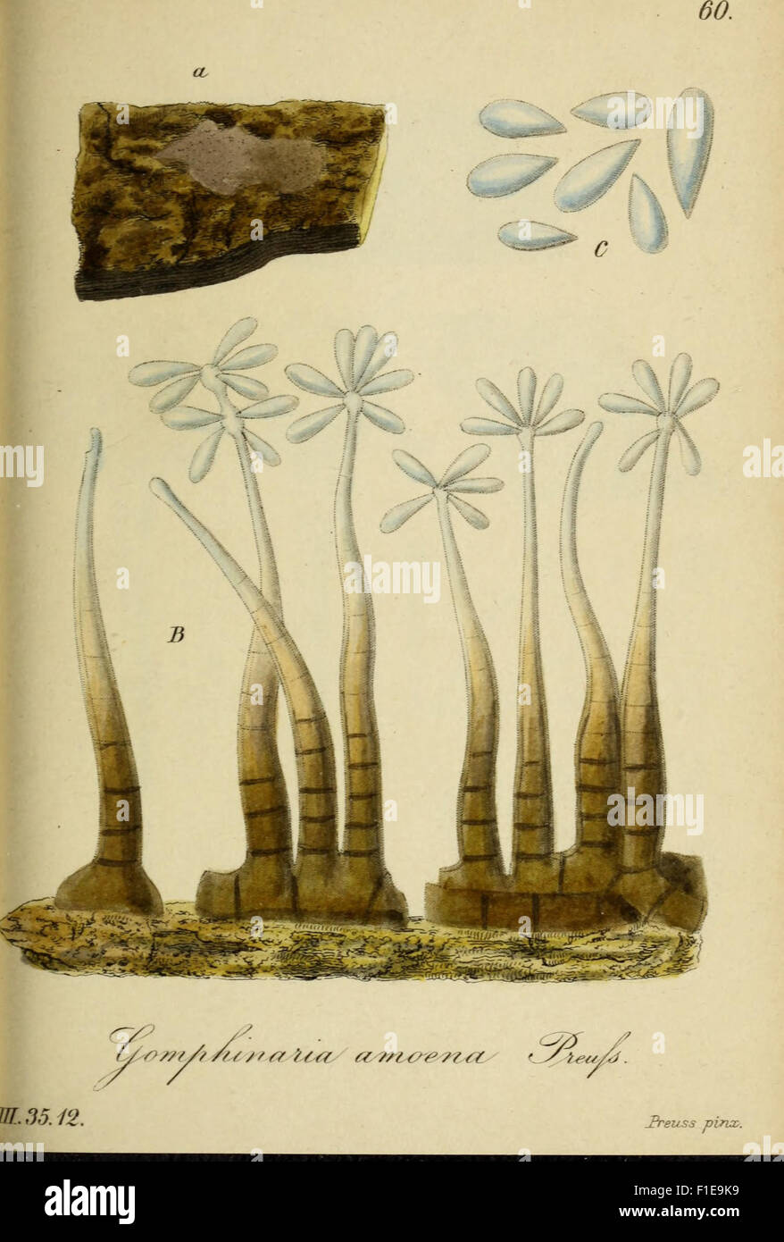 'Deutschlands Flora in Abbildungen nach der Natur' (Germany's Flora in ...