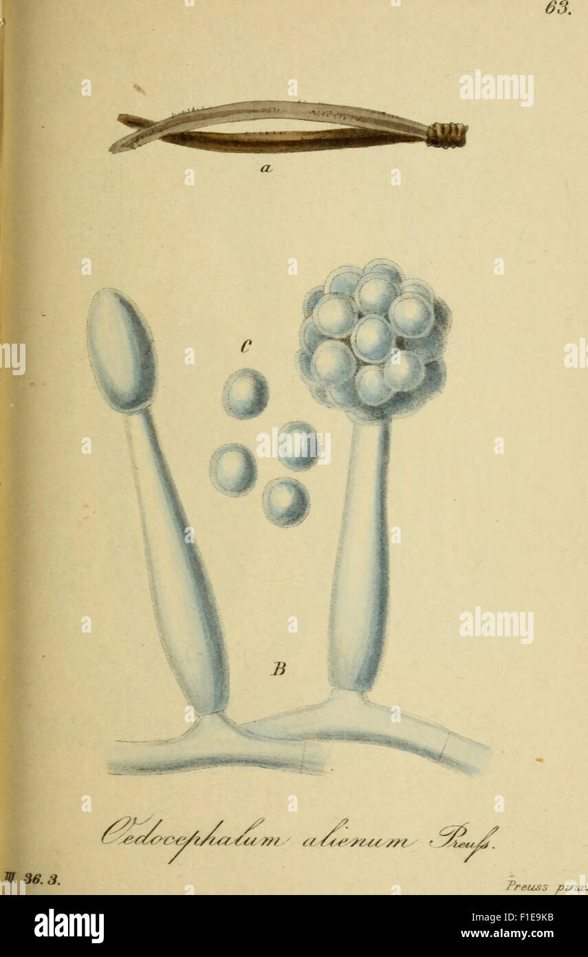 'Deutschlands Flora in Abbildungen nach der Natur' (Flora of Germany in ...