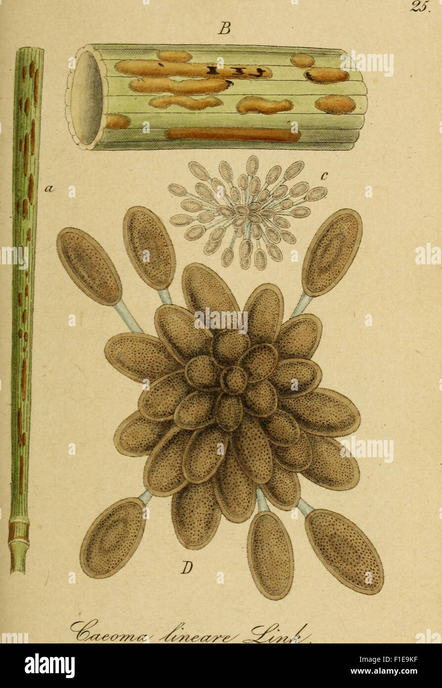 'Deutschlands Flora in Abbildungen nach der Natur' (German Flora in ...