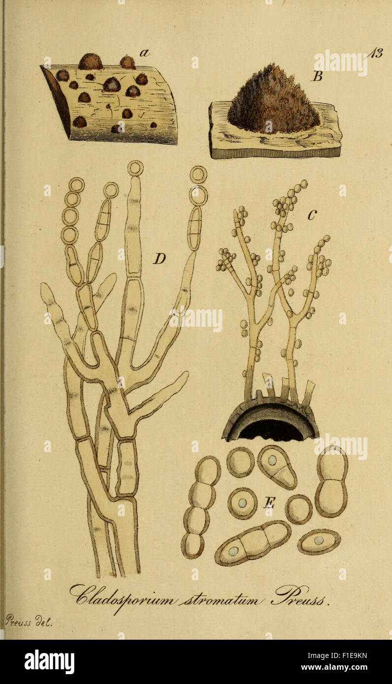 'Deutschlands Flora in Abbildungen nach der Natur' (1862) is a German ...