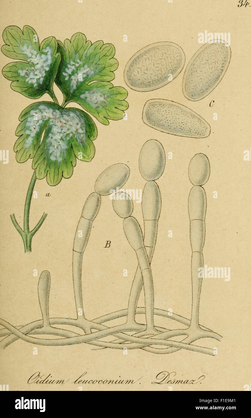 This 1862 German botanical work presents accurate illustrations of ...