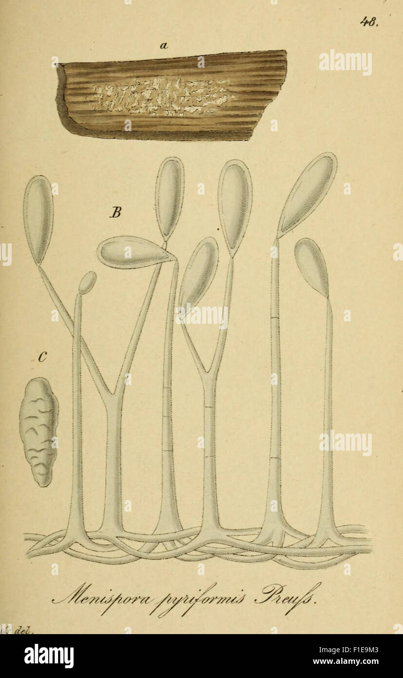 Germany's Flora in Illustrations from Nature (1862) features detailed ...