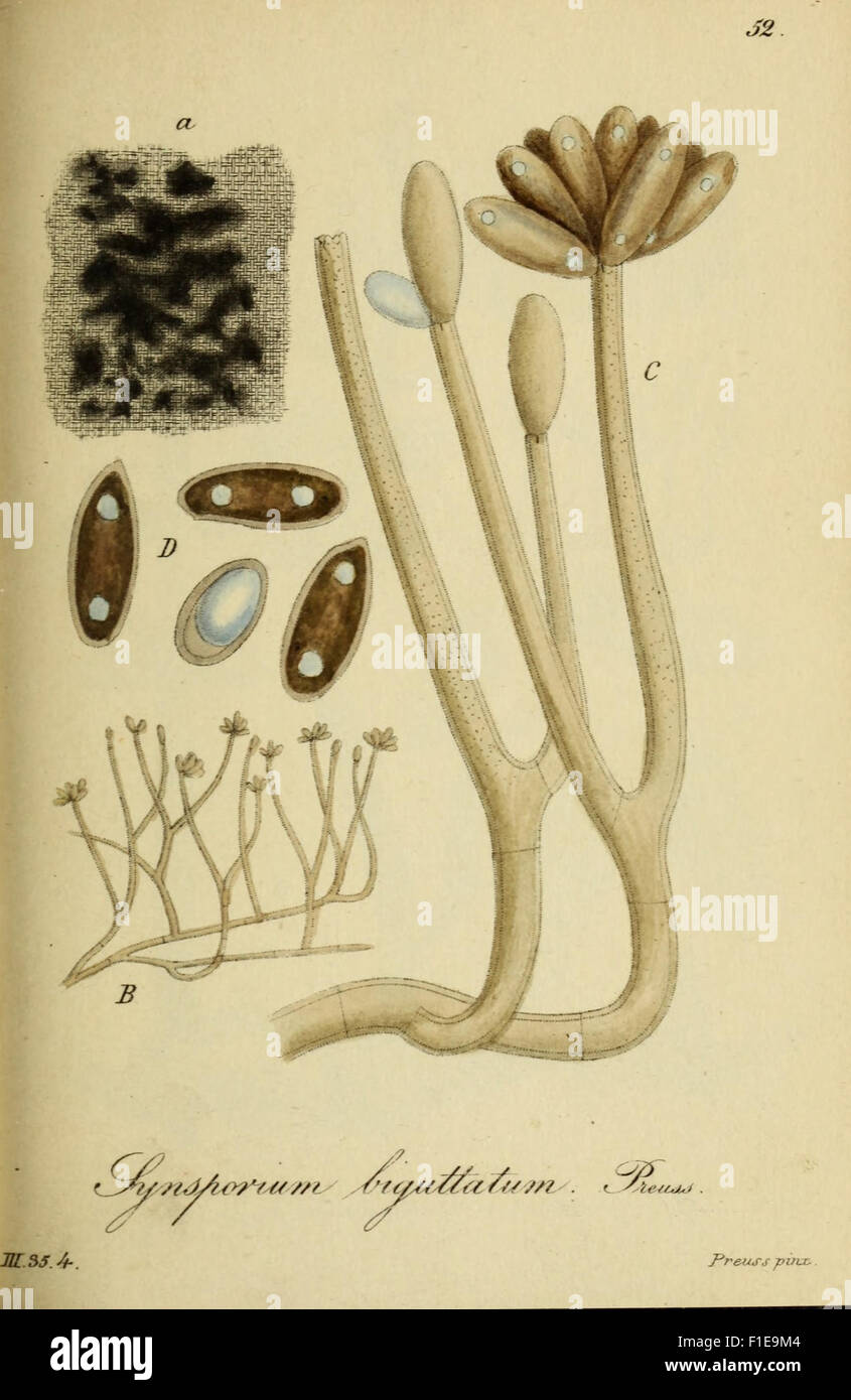 *Deutschlands Flora in Abbildungen nach der Natur* (1862) features ...