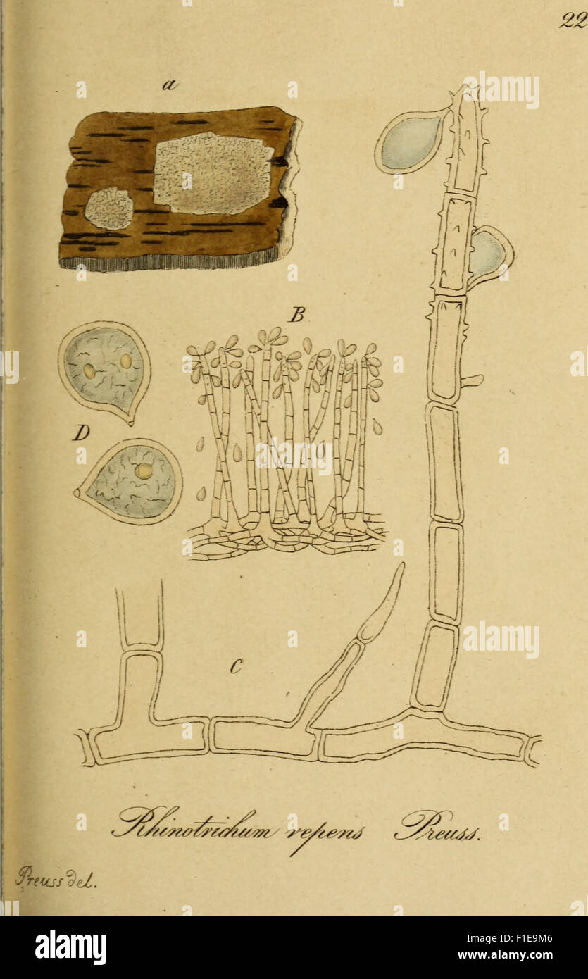 'Deutschlands Flora in Abbildungen nach der Natur' (1862) presents ...