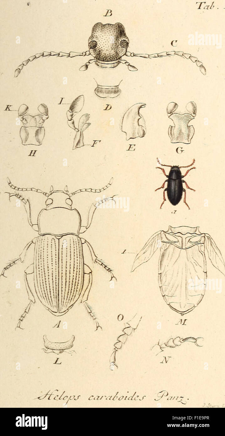 'Deutschlands Insekten' is a German work from 1805 focused on the ...