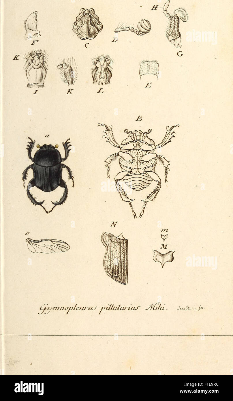 This 1805 work on the insects of Germany offers detailed descriptions ...