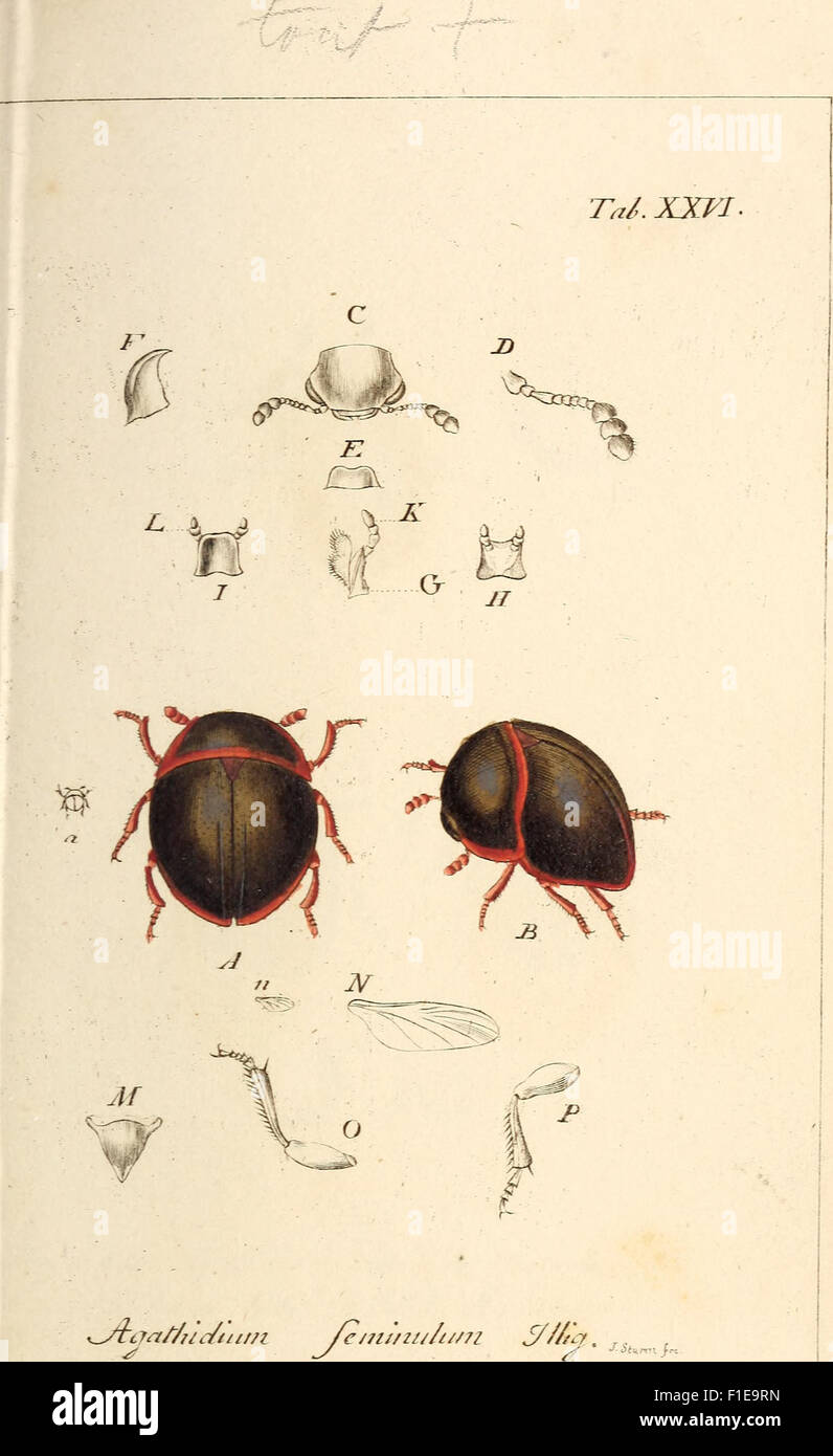 *Deutschlands Insecten* from 1805 is a detailed work on the insects of ...