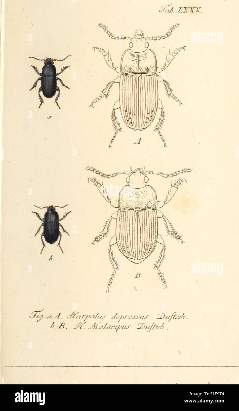 *Deutschlands Insecten* (1805) is a pioneering entomological work ...