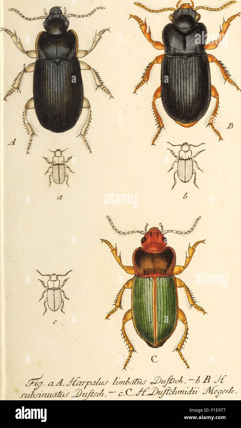 'Deutschlands Insecten' (1805) is a comprehensive work documenting the ...