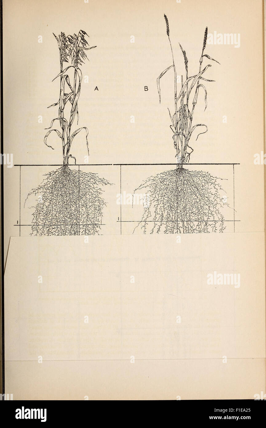 Development and activities of roots of crop plants; a study in crop ...