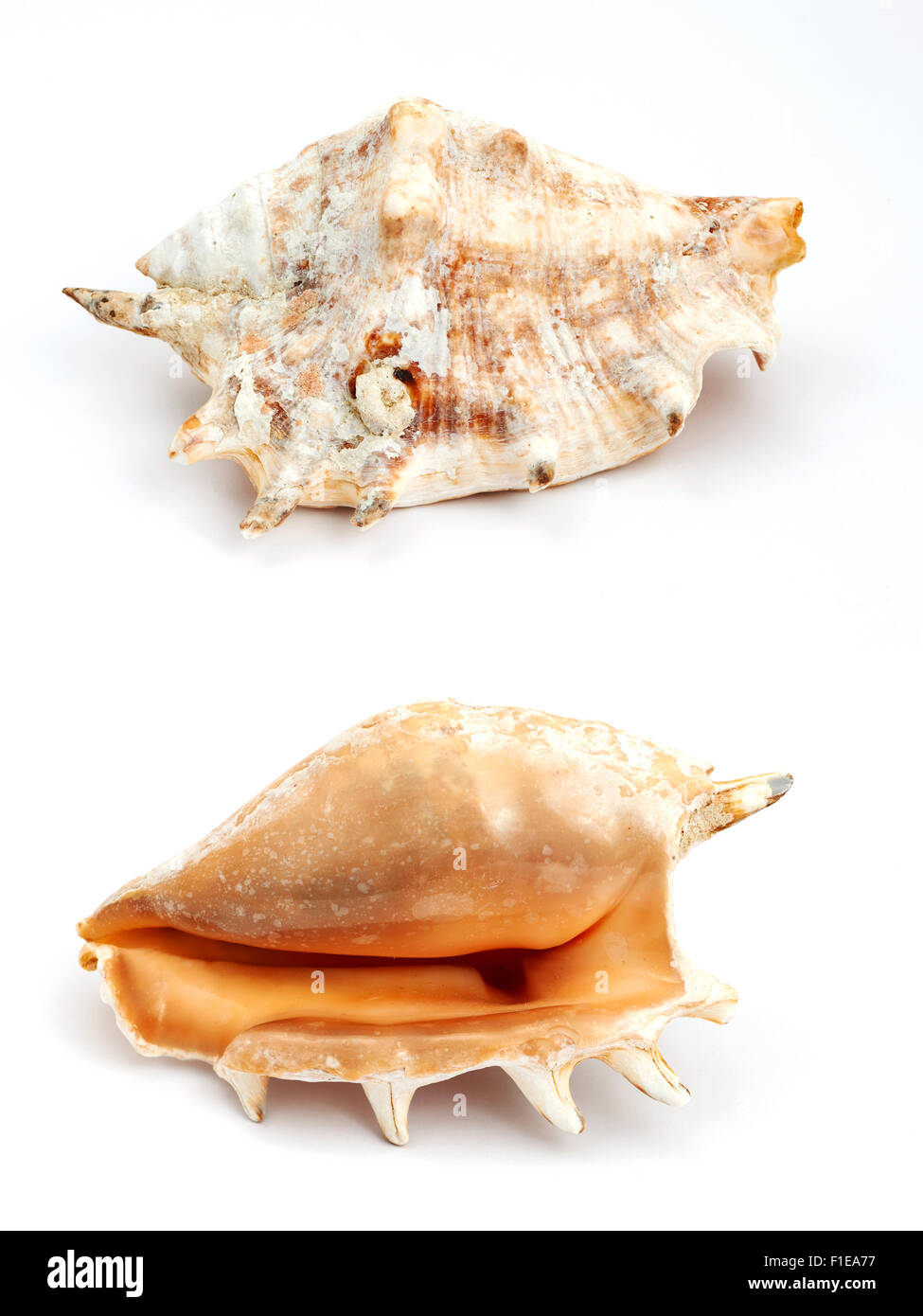 White and orange seashell in two sides on a white background Stock ...