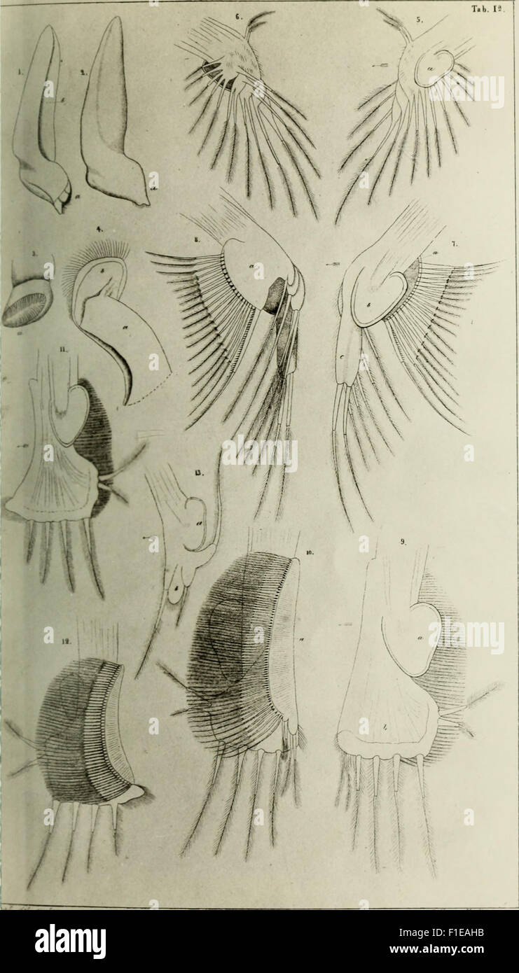 'De Crustaceis Ex Ordinibus Tribu' (1853) is a work on crustaceans ...