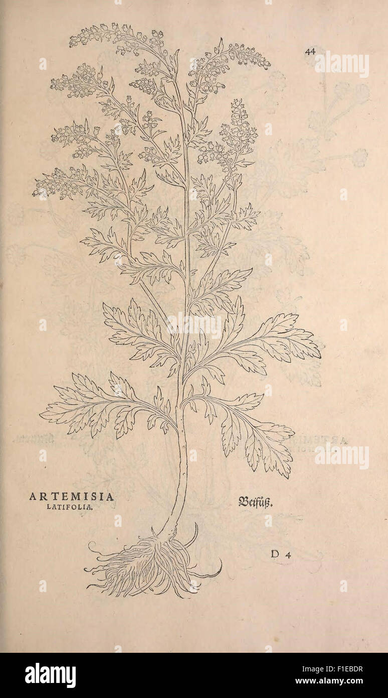 'De Historia Stirpium Commentarii Insignes' is a notable botanical work ...
