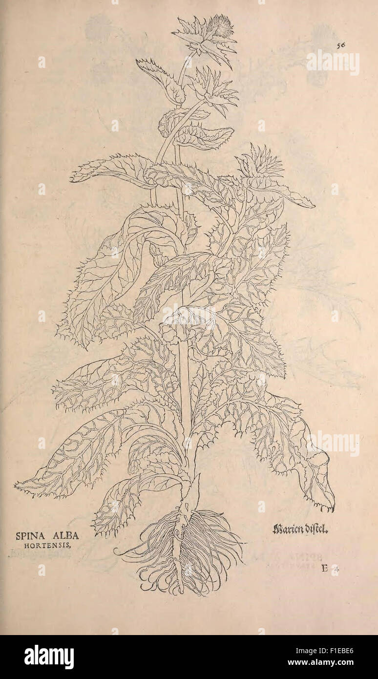 Carl linnaeus plant classification hi-res stock photography and images ...