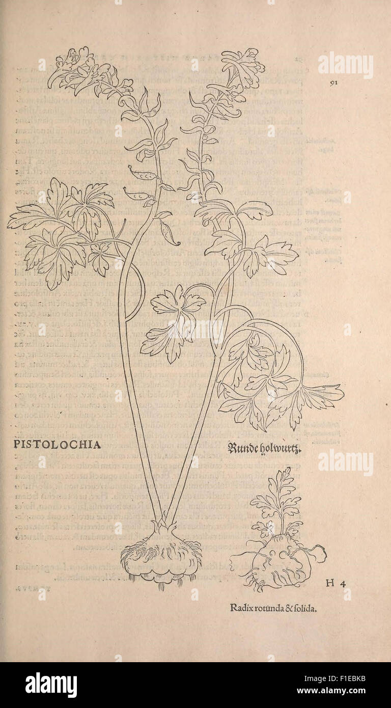 This historical botanical work, dating back to early 1800s, offers ...