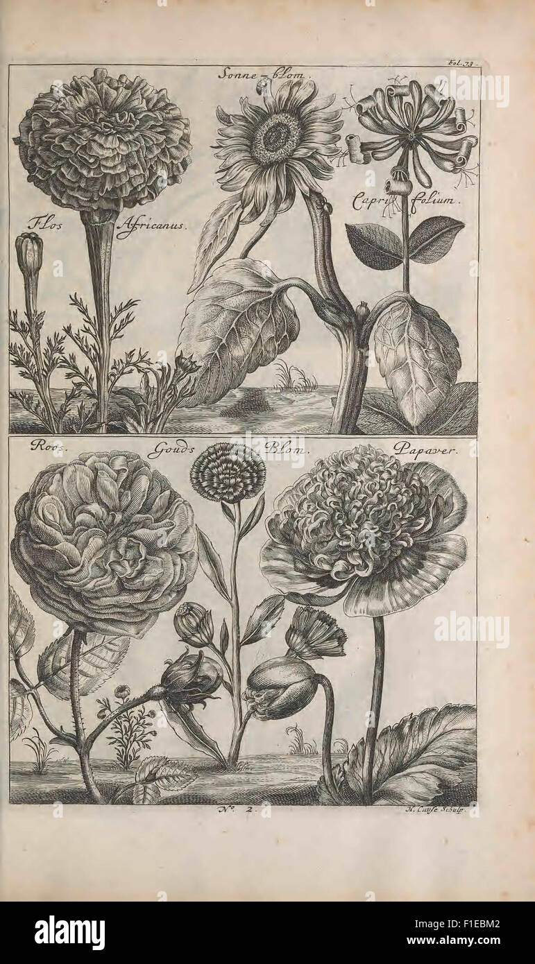 This Dutch horticultural guide outlines methods for tree care and ...