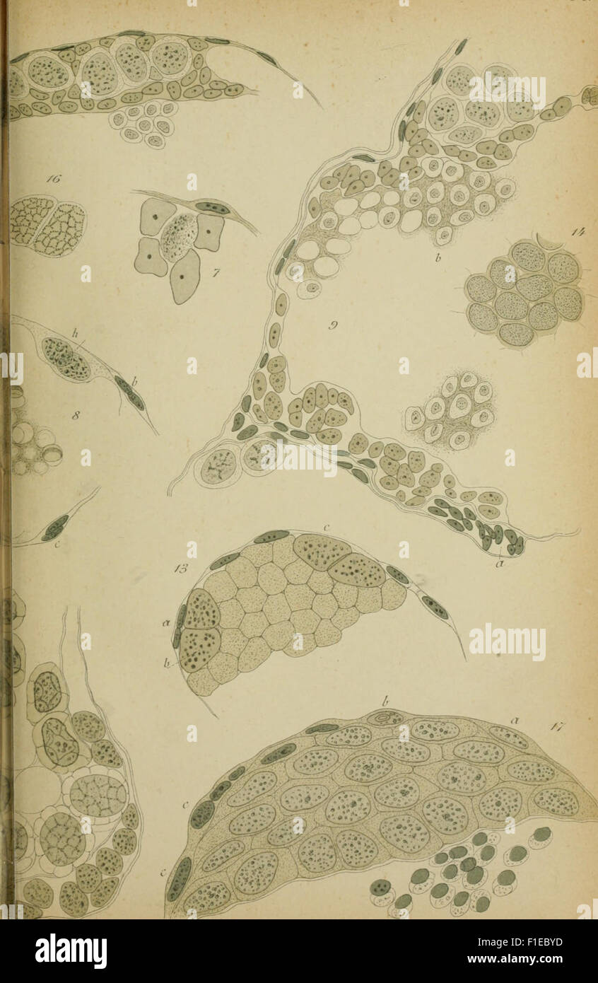 This 1893 work discusses the process of spermatogenesis in capoid ...
