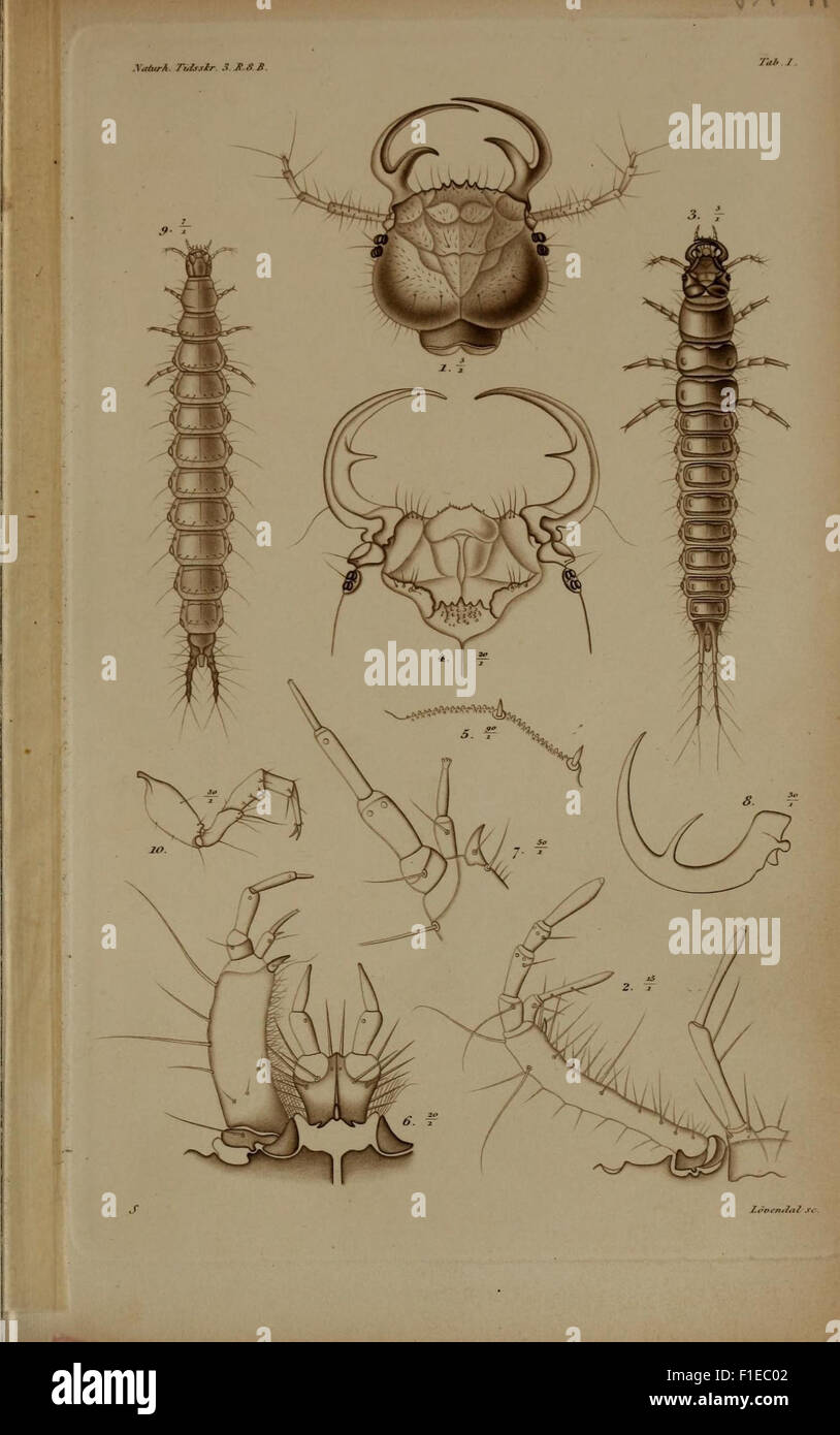 This work, *De Metamorphosi Eleutheratorum Observationes*, provides ...