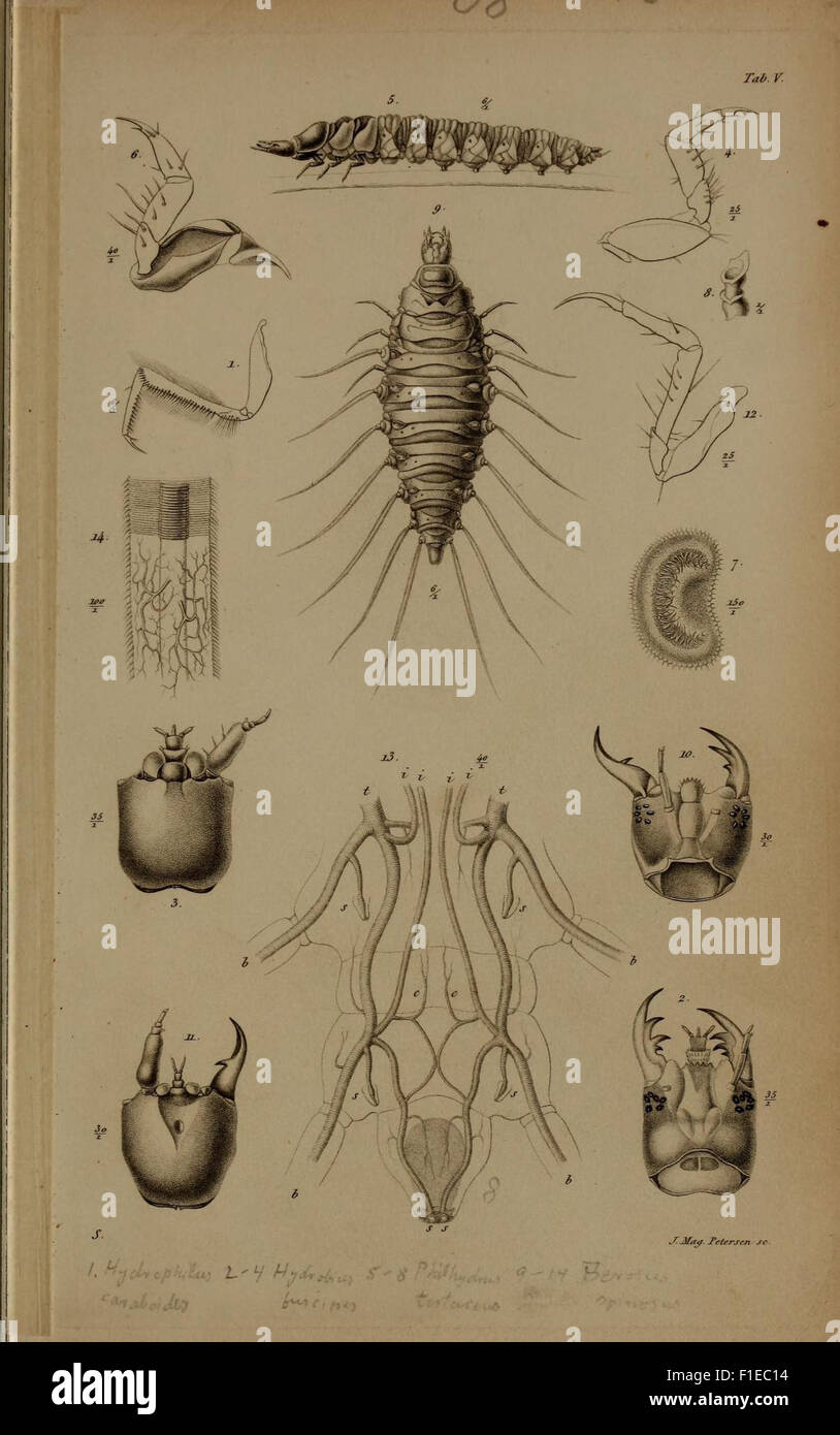 This work focuses on the metamorphosis of certain beetle species ...