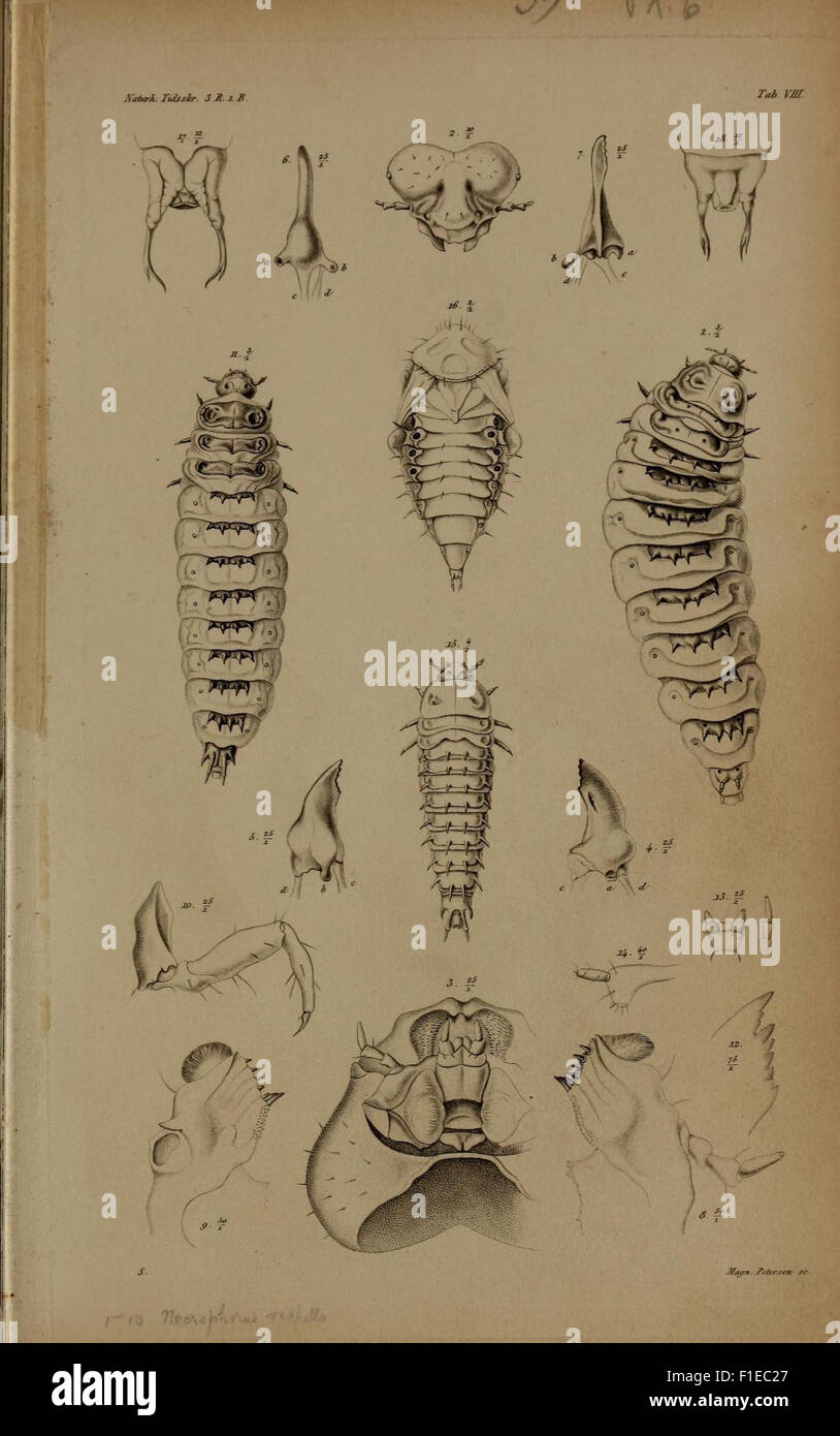 This 18th-century scientific work on the metamorphosis of beetles ...