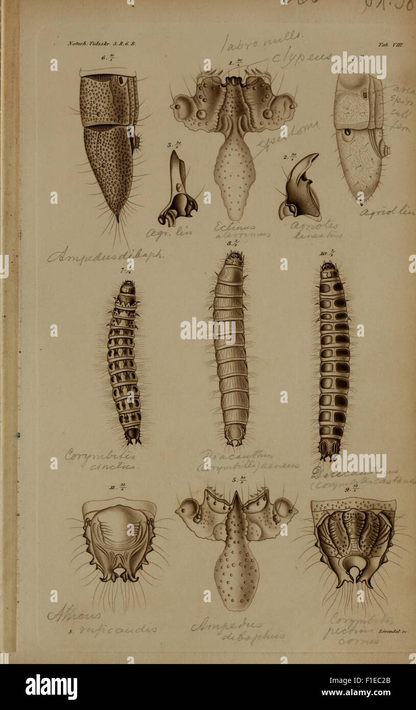 This 19th-century entomological work provides observations on the ...