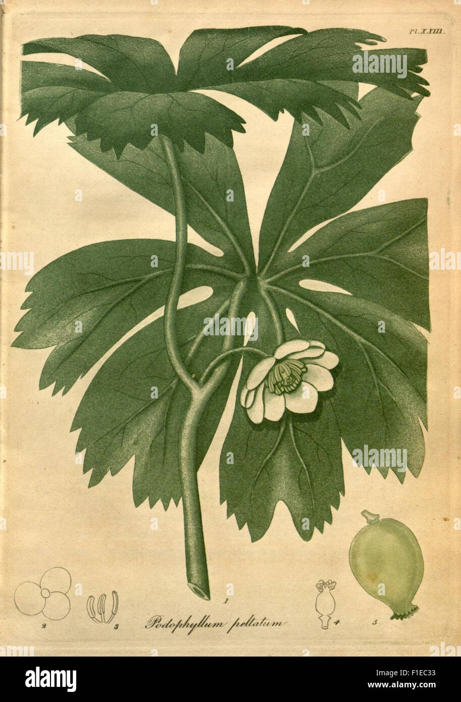 American medical botany Stock Photo - Alamy