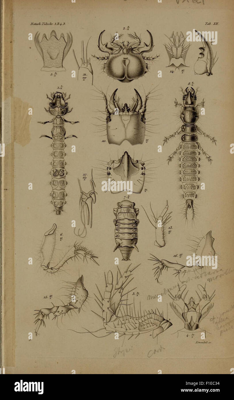 An illustration from 'De Metamorphosi Eleutheratorum Observationes ...