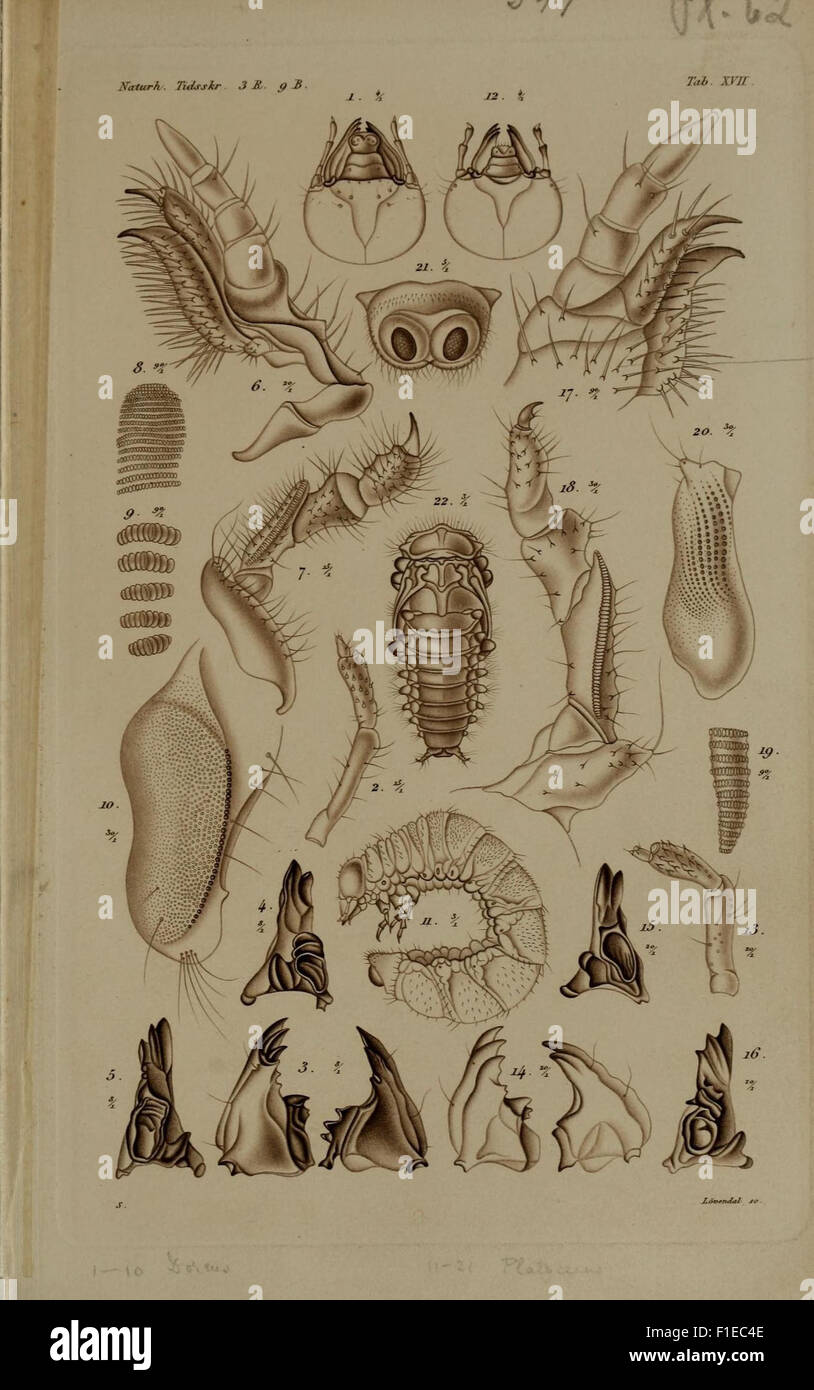 This illustration from 'De Metamorphosi Eleutheratorum Observationes ...
