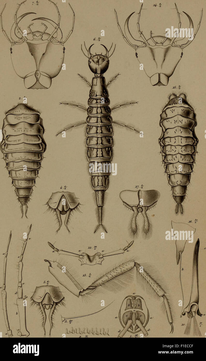 This 1861 work focuses on the metamorphosis of certain insects ...
