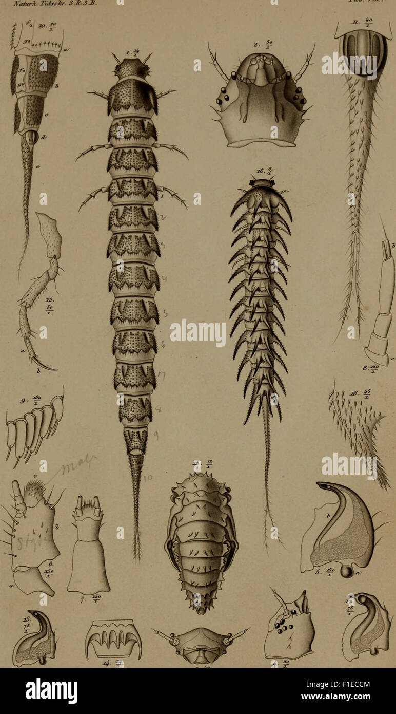 This 1861 work offers observations on the metamorphosis of insects ...