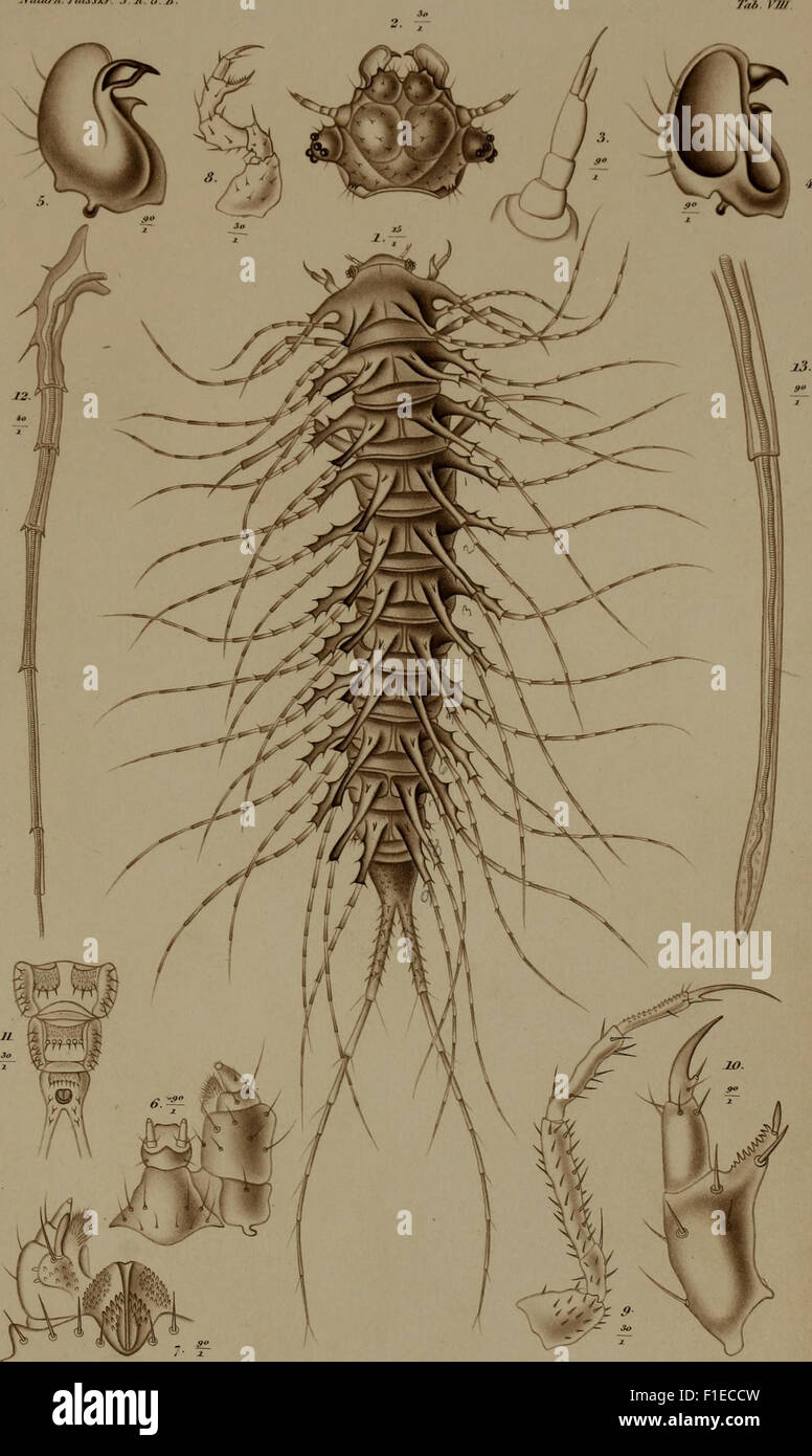 A vintage work from 1861 focusing on the metamorphosis of insects ...
