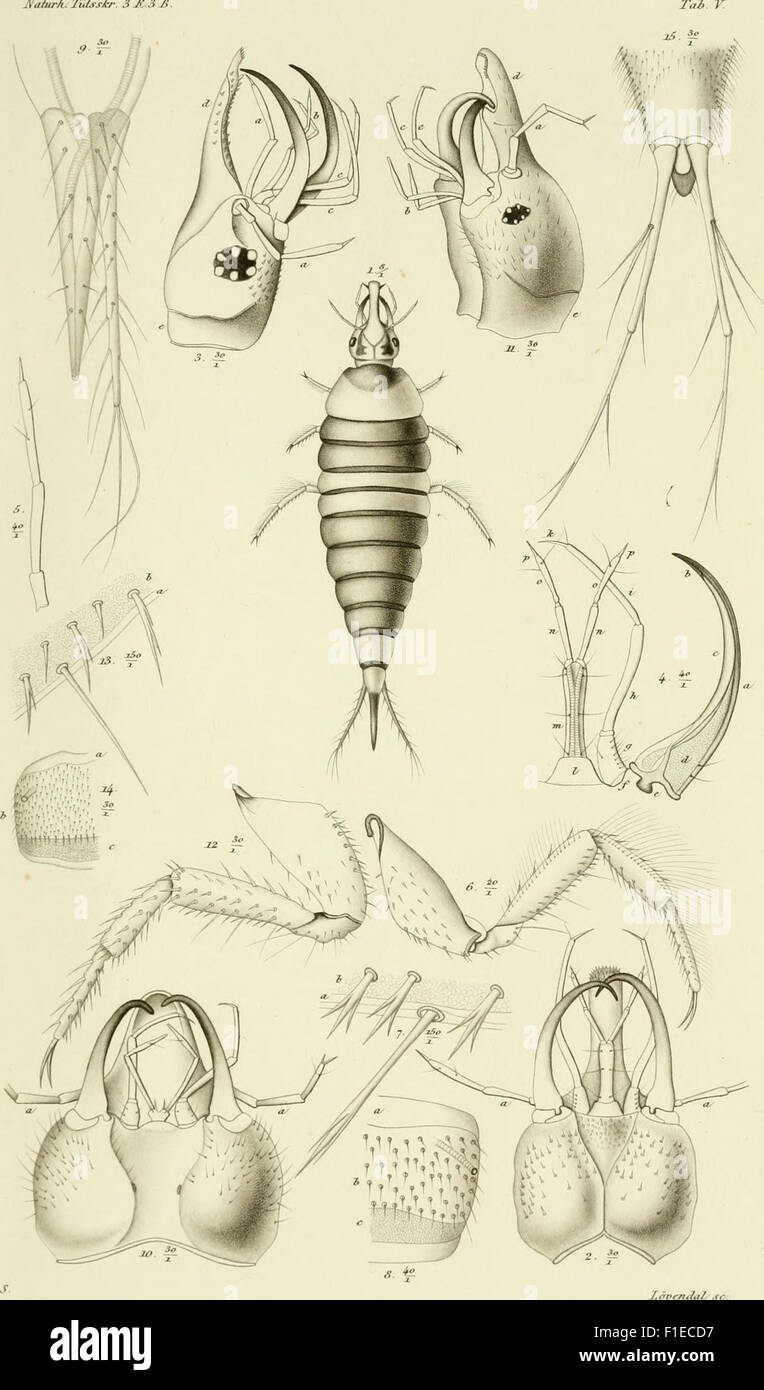 'De Metamorphosi Eleutheratorum Observationes' (1861) is a historical ...