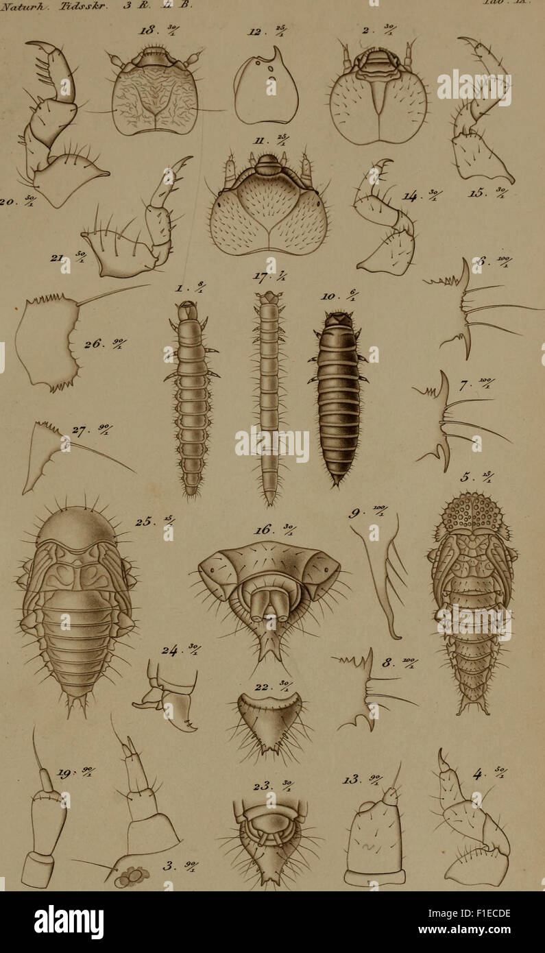 This work focuses on the metamorphosis of insects, documenting the ...