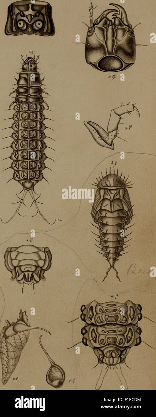 This 1861 work explores the development and metamorphosis of insects ...
