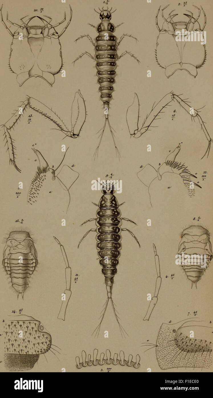 This 1861 work on insect metamorphosis offers a detailed study on the ...