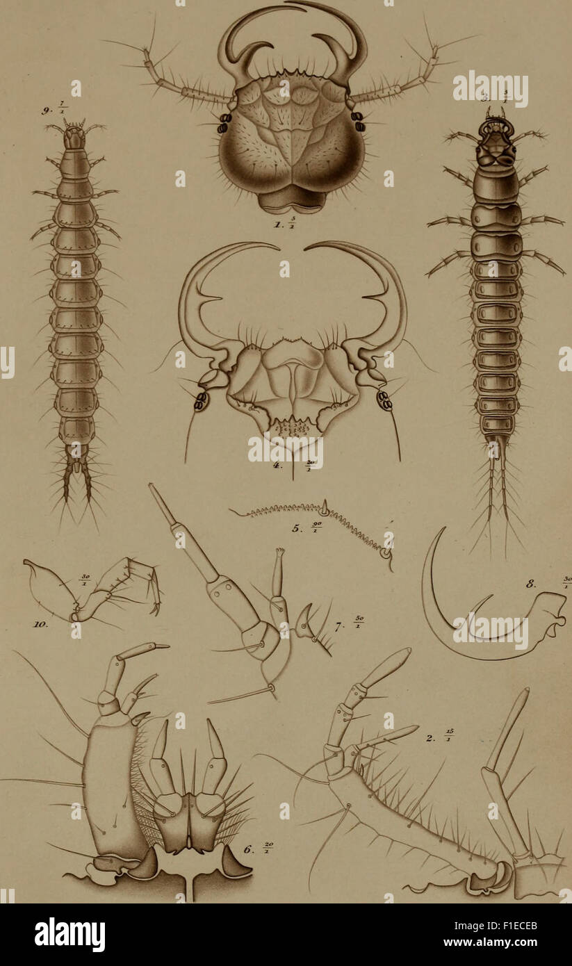 *De Metamorphosi Eleutheratorum Observationes* (1861) explores the ...