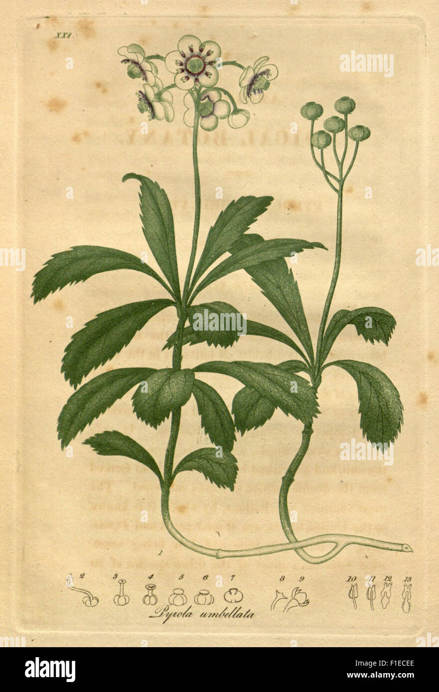 This work on American medical botany focuses on medicinal plants used ...