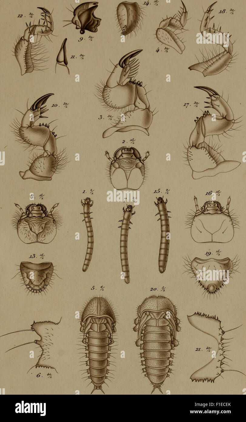 This 1861 work provides observations on the metamorphosis of free ...