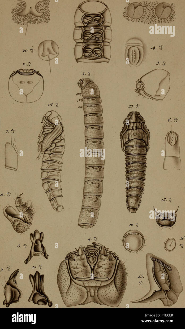 This 1861 work by Johan Christian Fabricius focuses on the ...